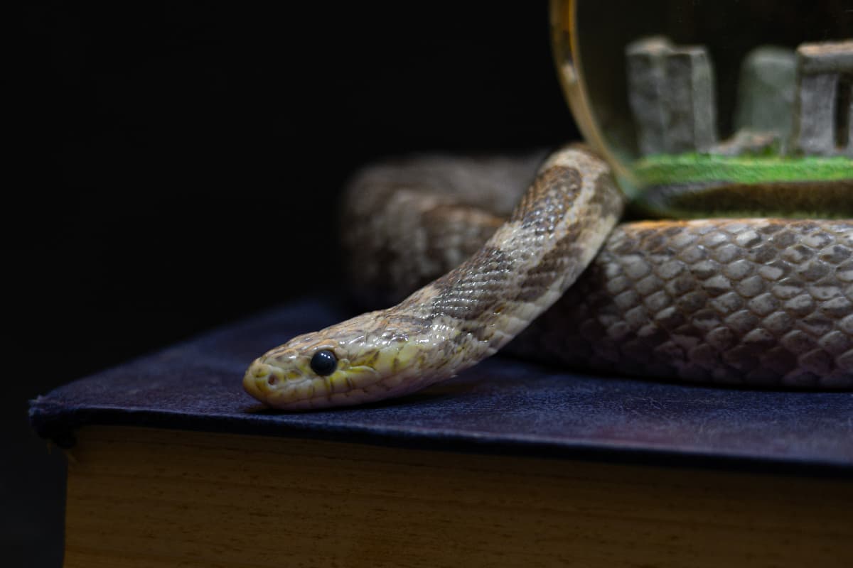 Corn Snake Morphs: The Complete List - A-Z Animals