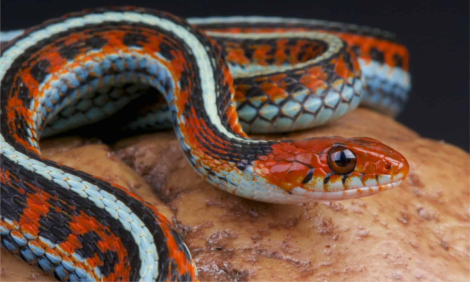 Discover The 10 Most Colorful Snakes in the World - A-Z Animals