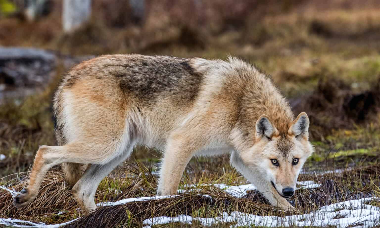 See How the World's Largest Wolf Species Compare to Each Other - A-Z ...