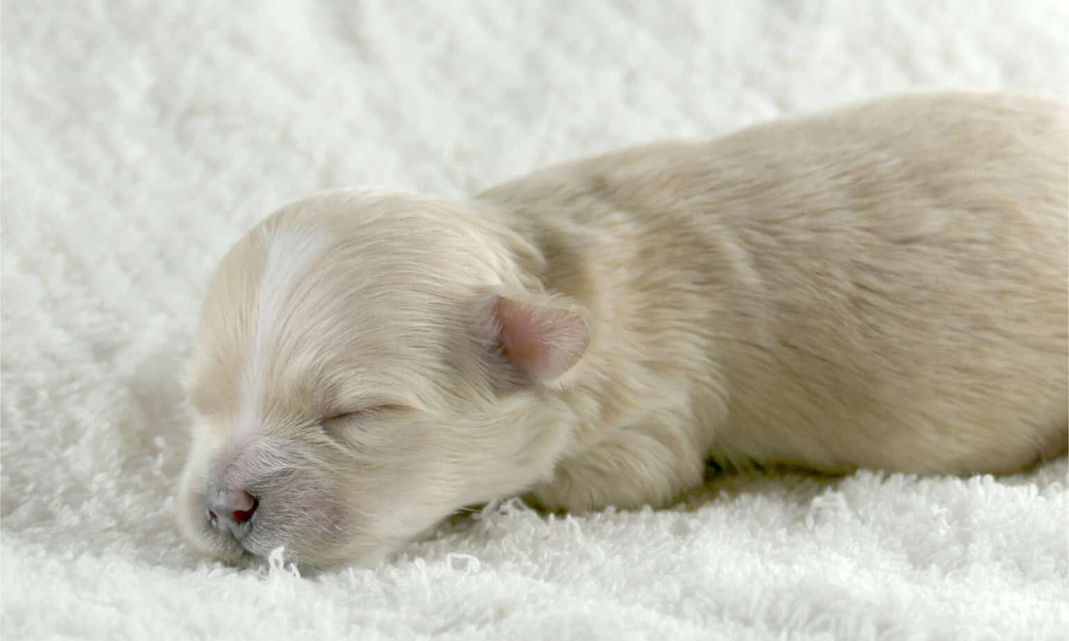 Maltipoo Lifespan: How Long Do Maltipoos Live? - A-Z Animals