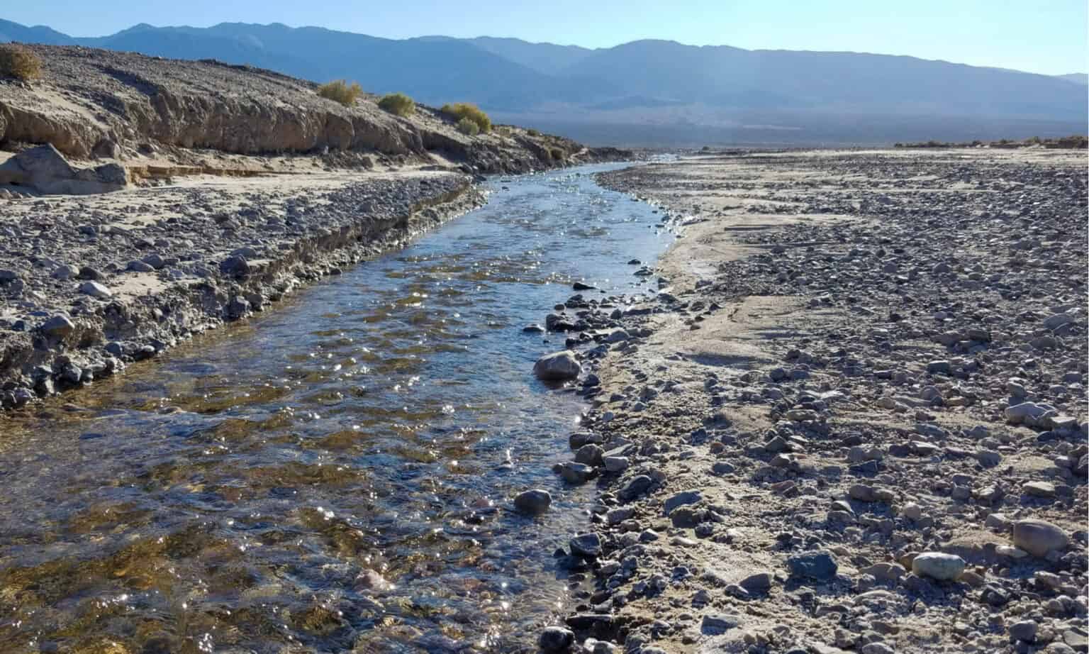 What Lives at the Bottom of Death Valley? - A-Z Animals