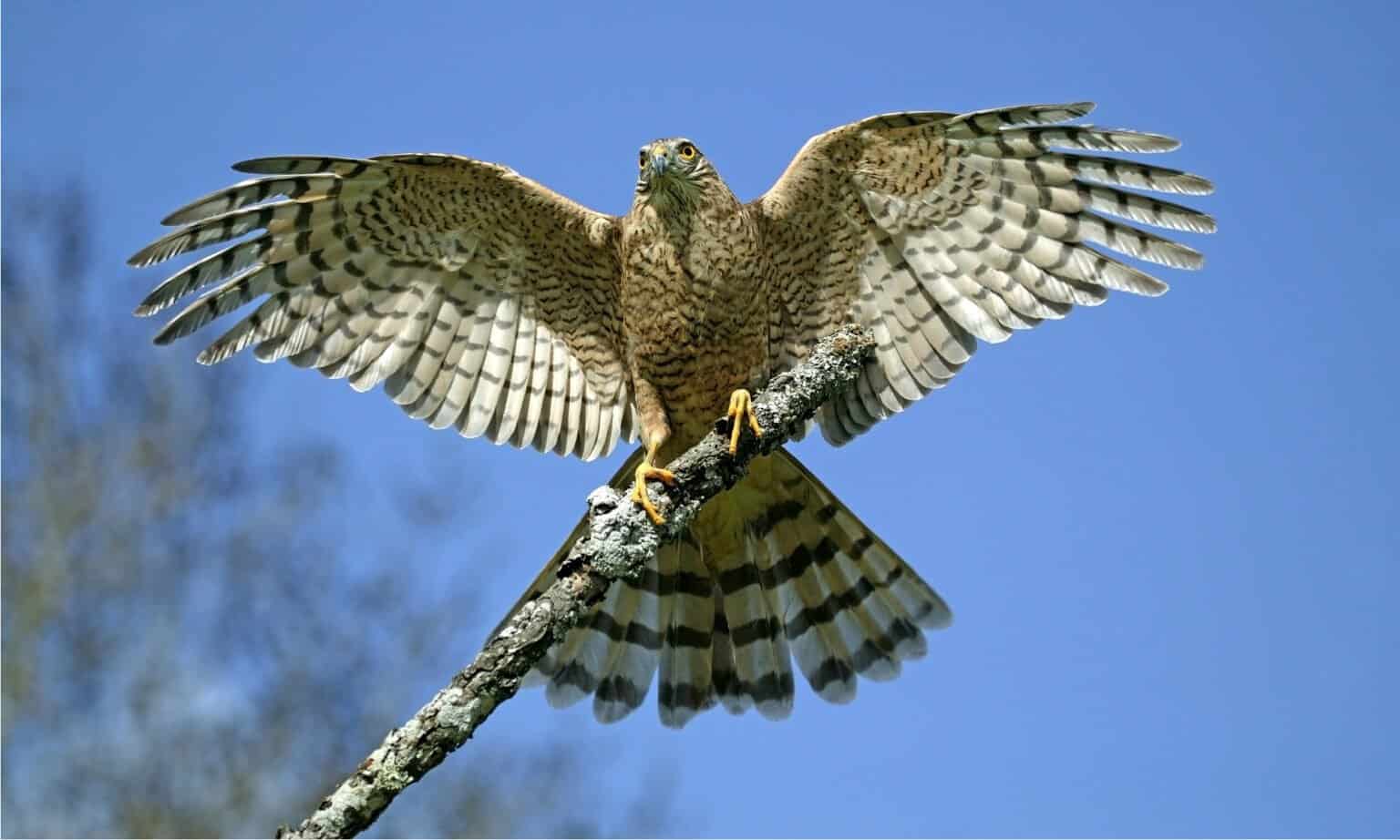 Owl vs Hawk: Which Is Which, And Who Would Win In A Fight? - A-Z Animals