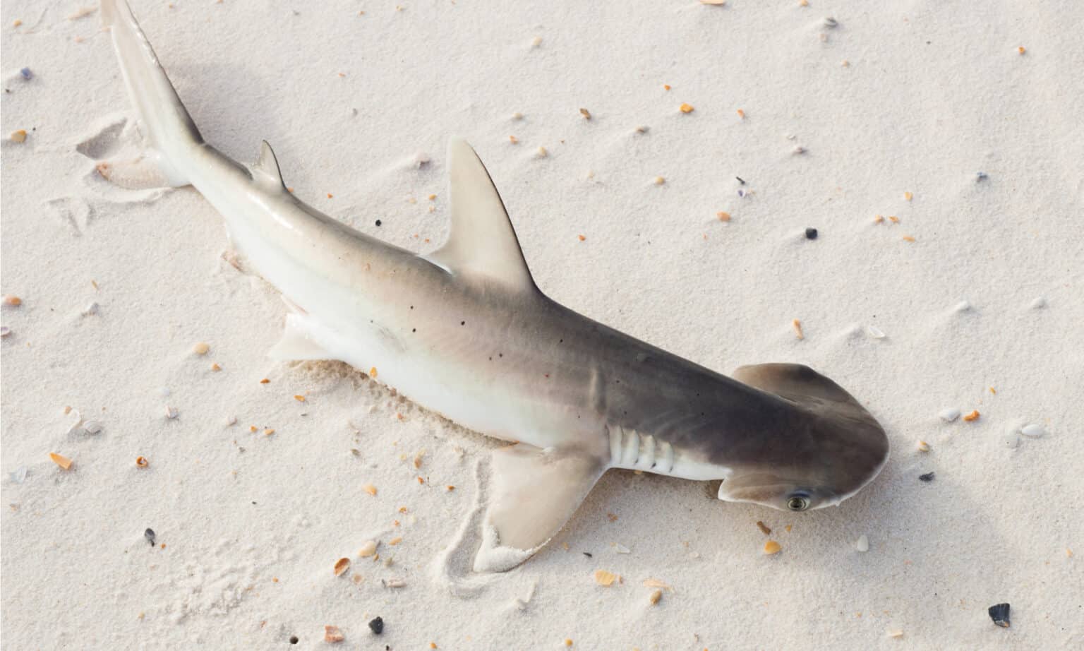 7 Sharks Near Georgia’s Coast - A-Z Animals