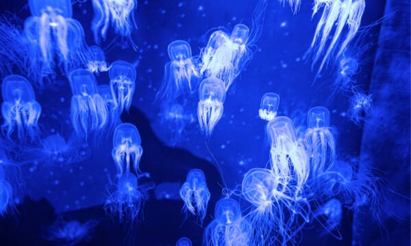 Box Jellyfish Animal Facts - A-Z Animals