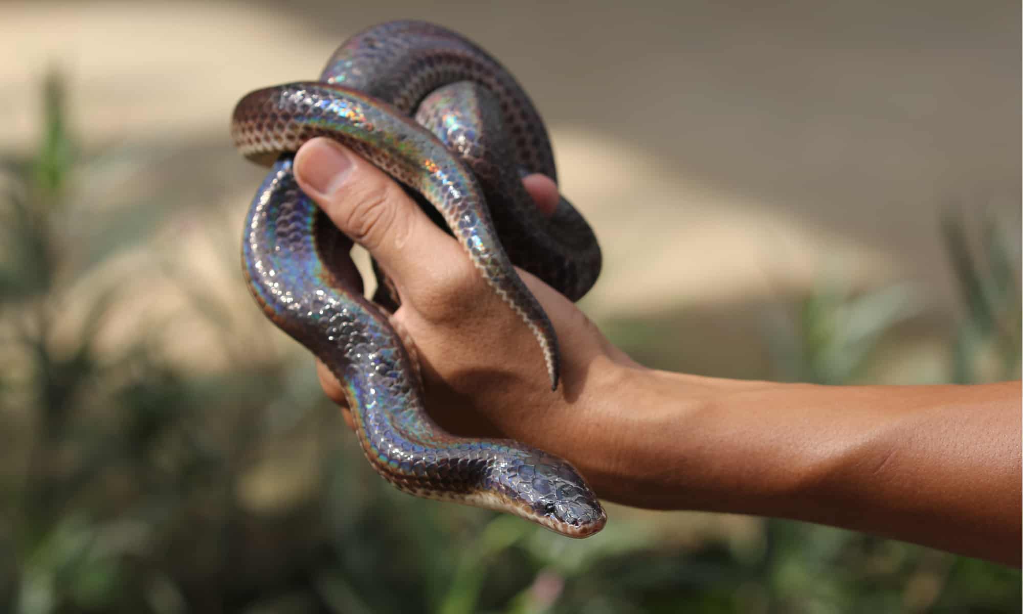 They Exist! 9 of the Weirdest Snakes That Are Real - A-Z Animals