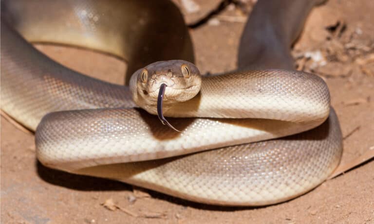 The 5 Largest Snakes in Australia - IMP WORLD