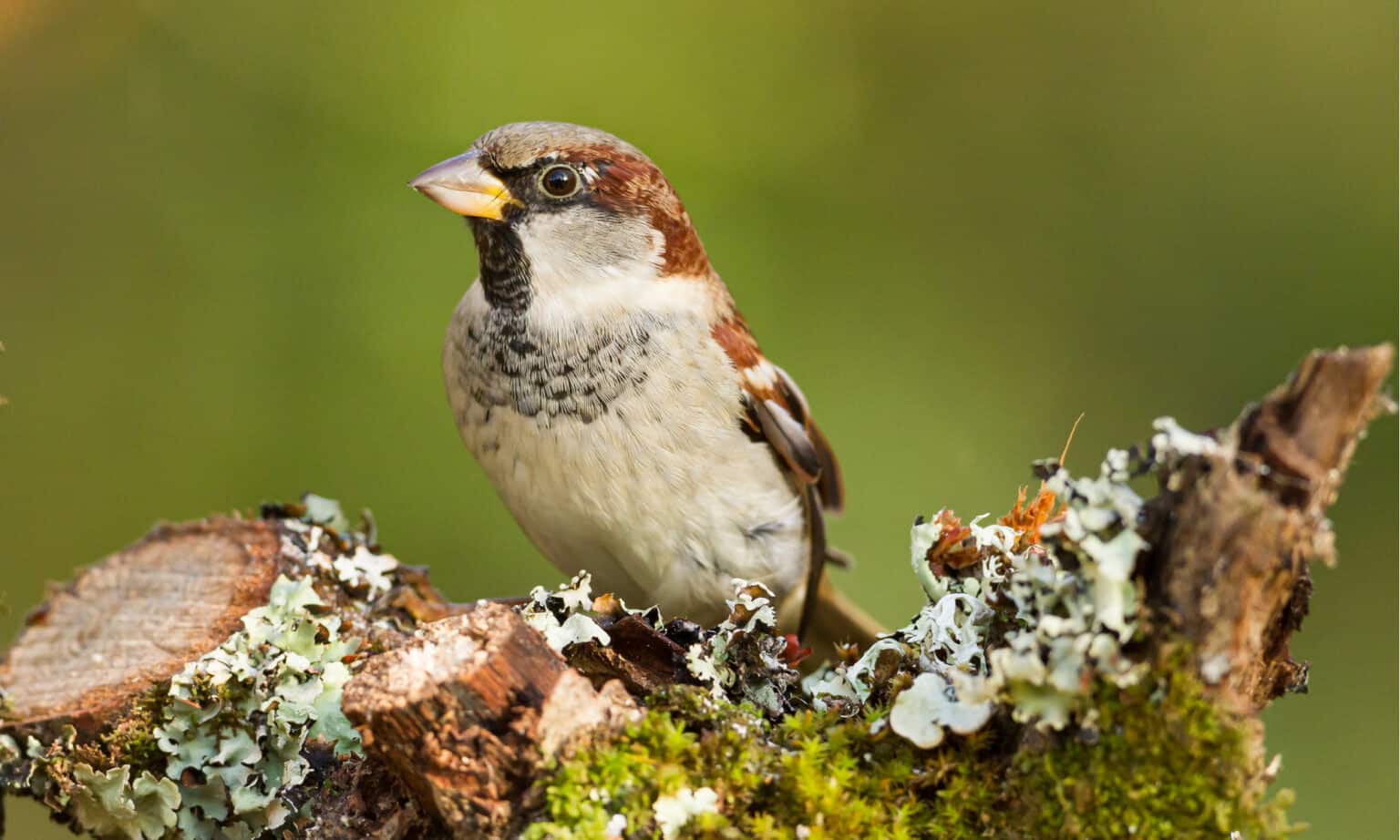House Sparrow (English Sparrow) Bird Facts - Passer domesticus - A-Z ...