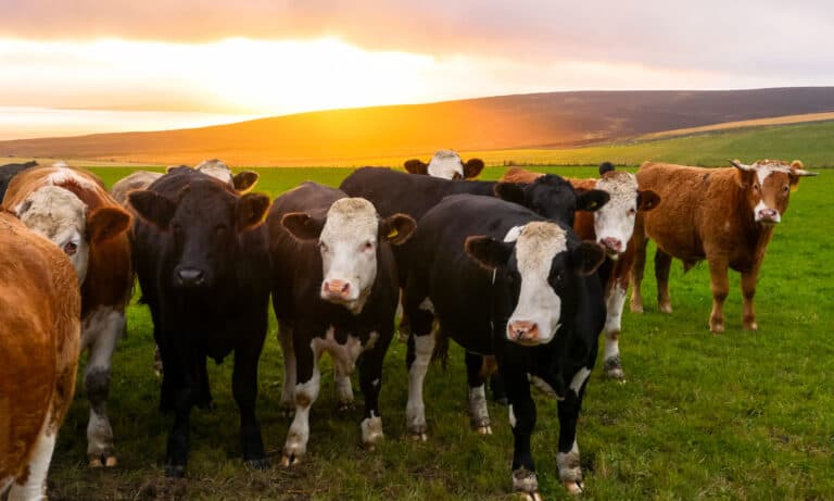 Cows' Unique Traits: Panoramic Vision, Four-Chamber Stomach, and More ...