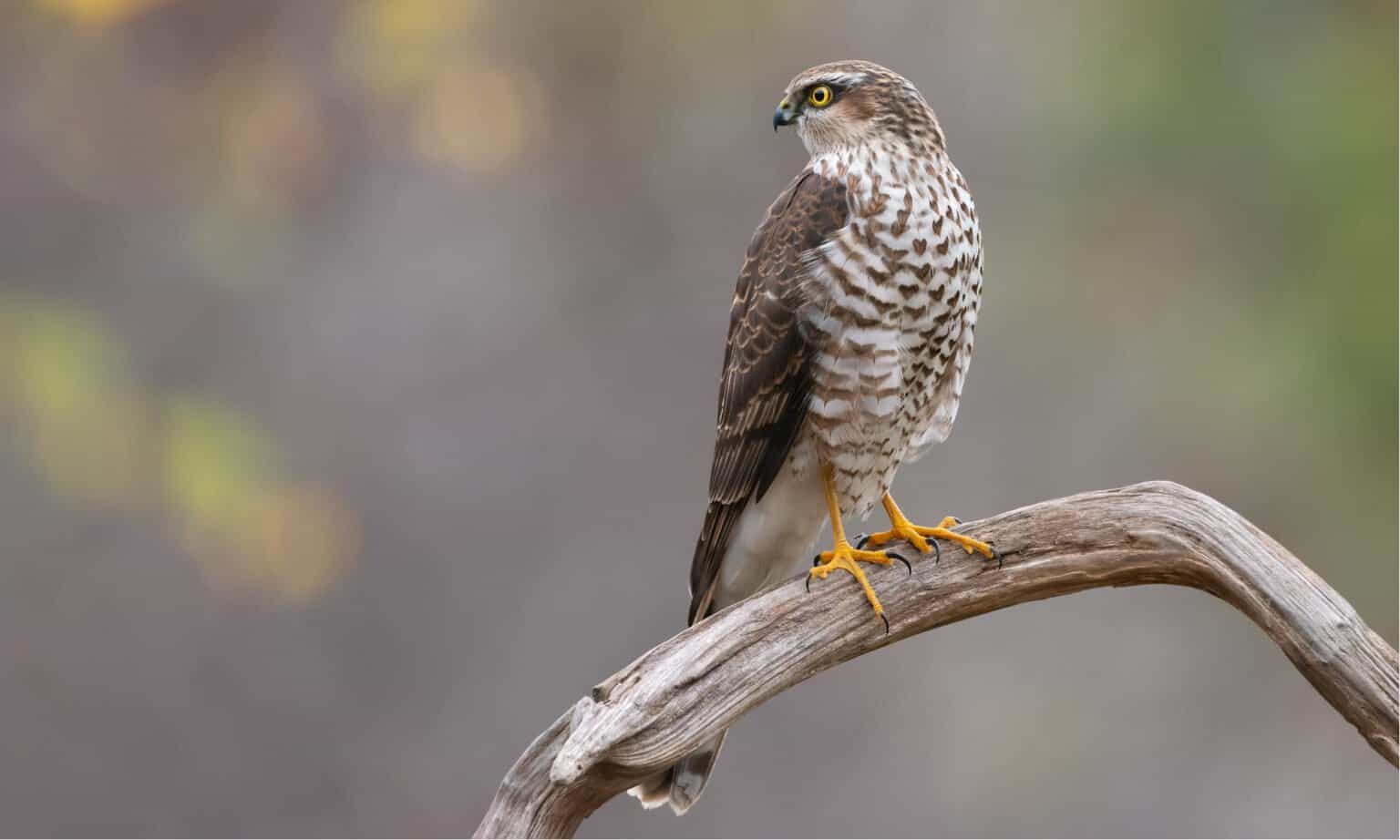Sparrowhawk Bird Facts - Accipiter nisus - A-Z Animals
