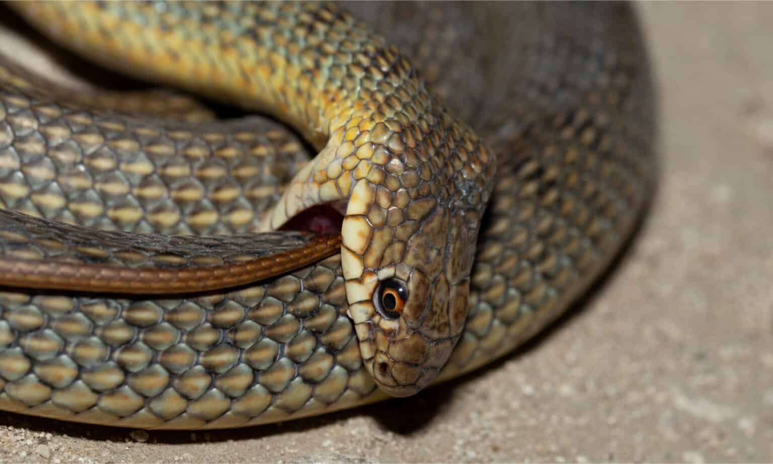 What Snakes Live in Europe and Which is the Largest? - A-Z Animals