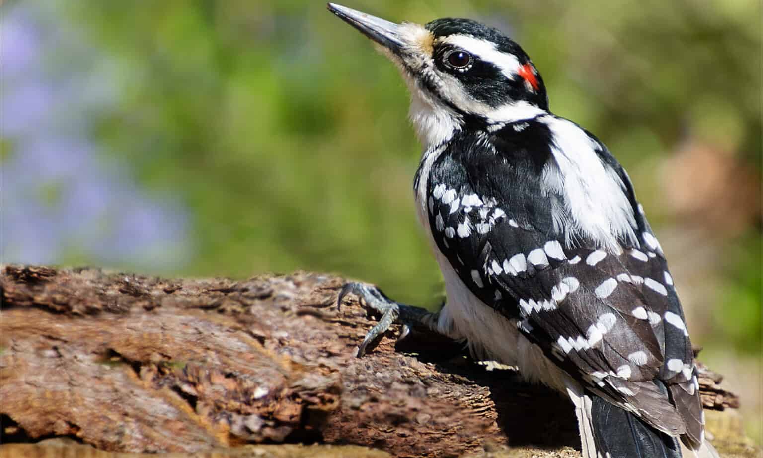 Discover 11 Types of Wild Birds - A-Z Animals