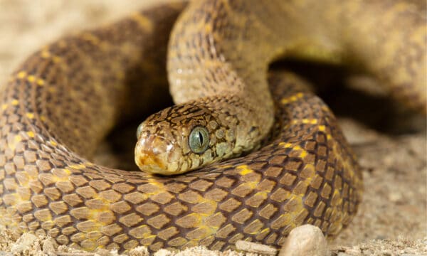 8 Snakes That Don't Bite, Usually - A-Z Animals