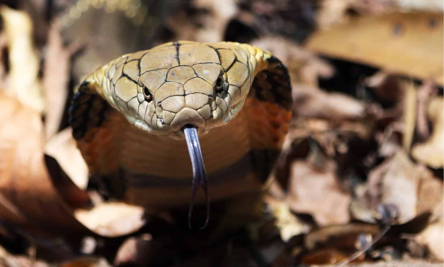 10 Incredible King Cobra Facts (No Other Snake Does #7!) - A-Z Animals