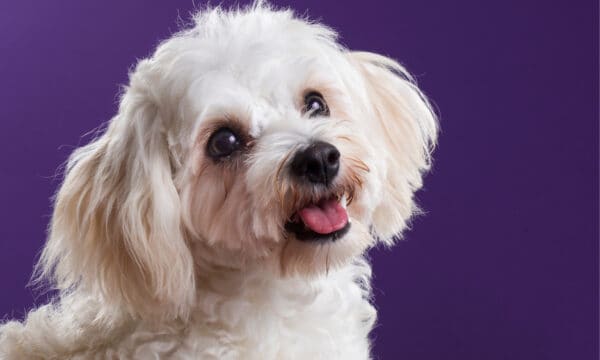 Best Types Of Designer Dog Breeds - A-Z Animals