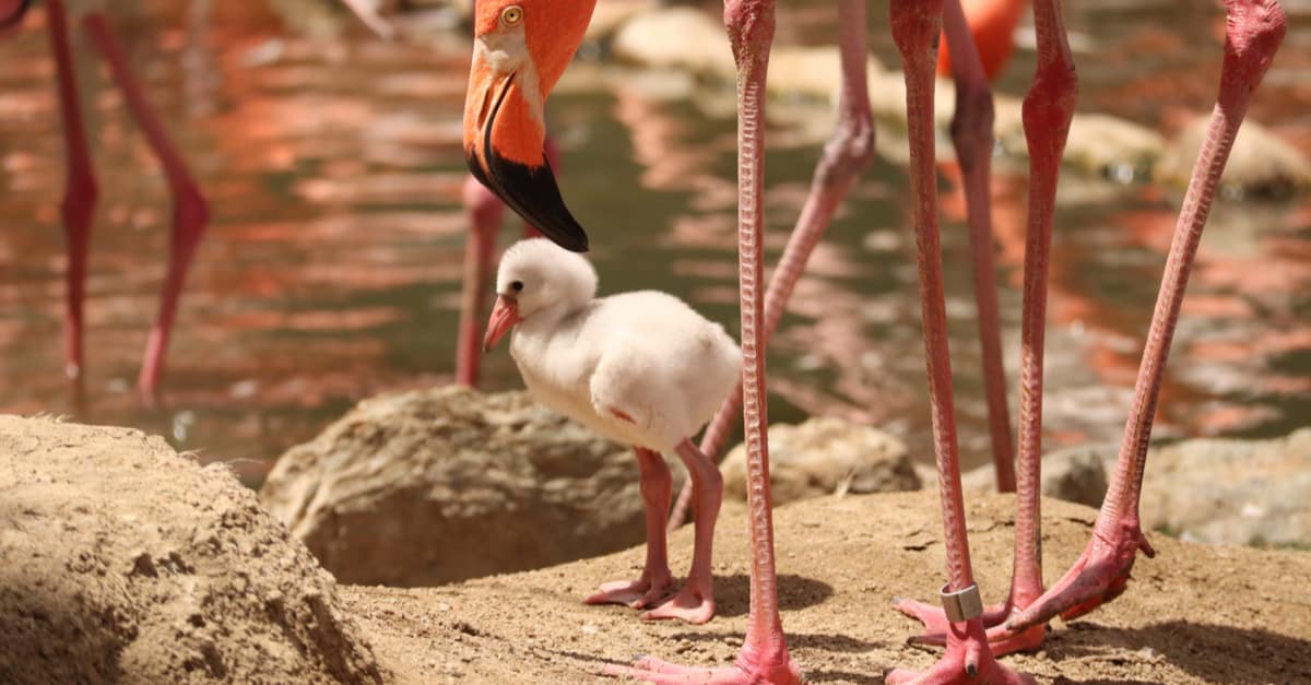 10 Interesting Facts About Flamingos - A-Z Animals