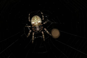 10 Spiders in Rhode Island - AZ Animals