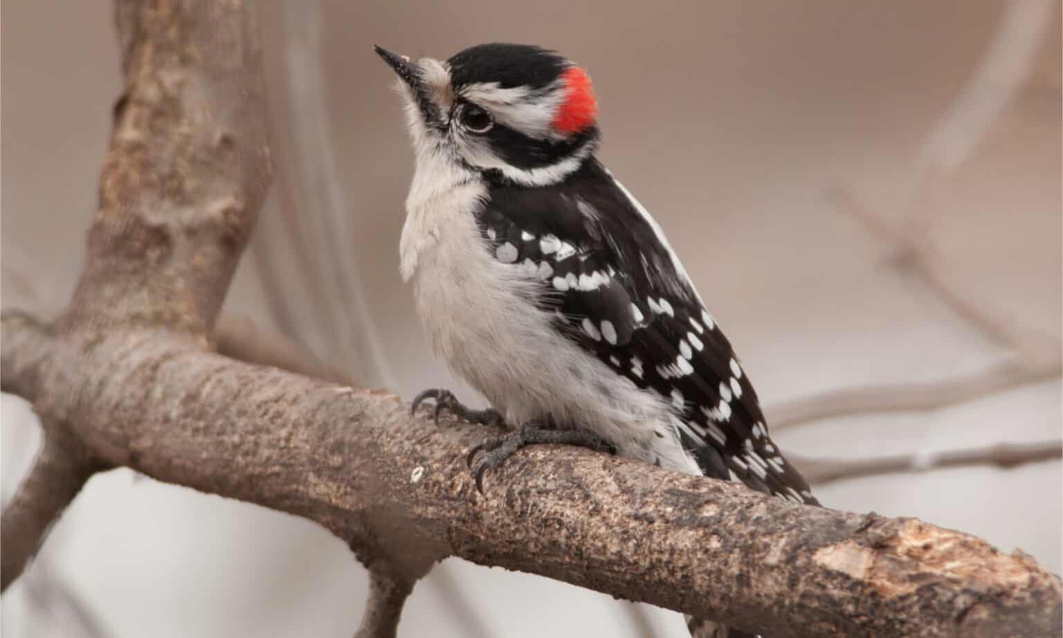 7 Birds That Eat Ticks - A-Z Animals
