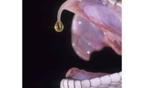 Spitting Cobras: Why Do They Spit Venom & Where Do They Live? - A-Z Animals
