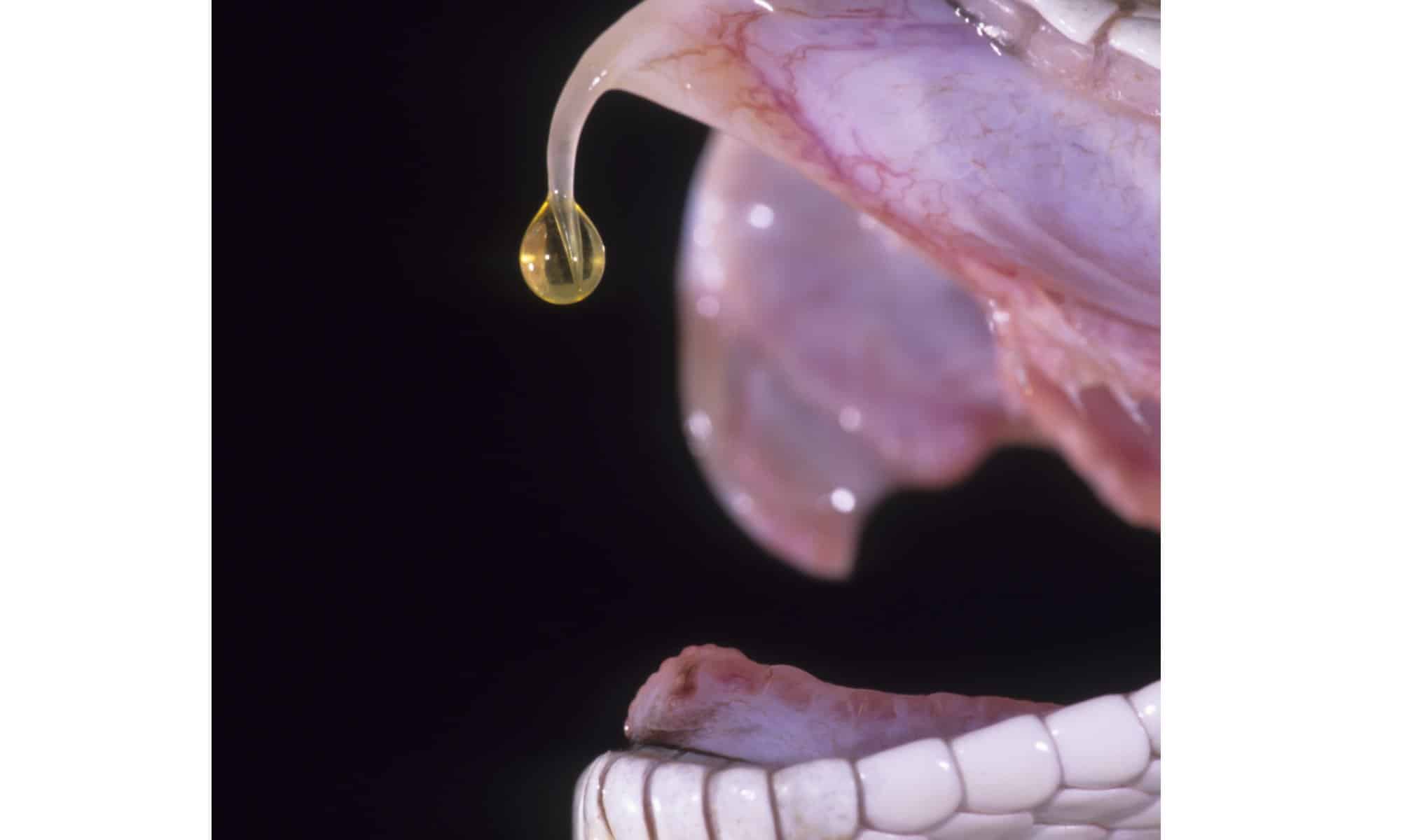 The 4 Types of Snake Venom — And the One You Want to Avoid Most - A-Z ...