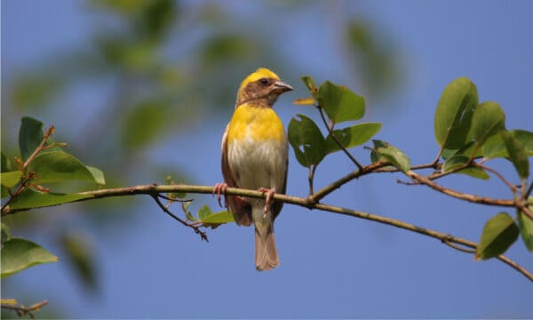 Weaver Bird Facts - Ploceus cucullatus - A-Z Animals