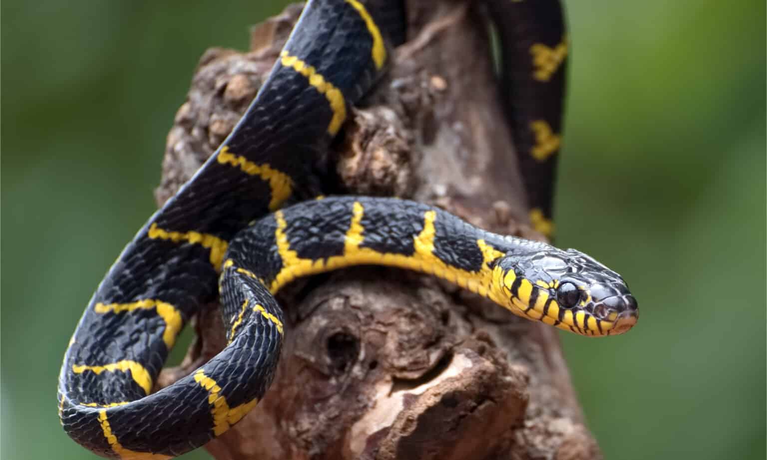13 Yellow Snakes - Are Any Venomous? - A-Z Animals