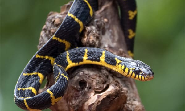 13 Yellow Snakes - Are Any Venomous? - A-Z Animals