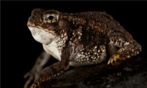 Oak Toad Animal Facts - Anaxyrus quercicus - A-Z Animals