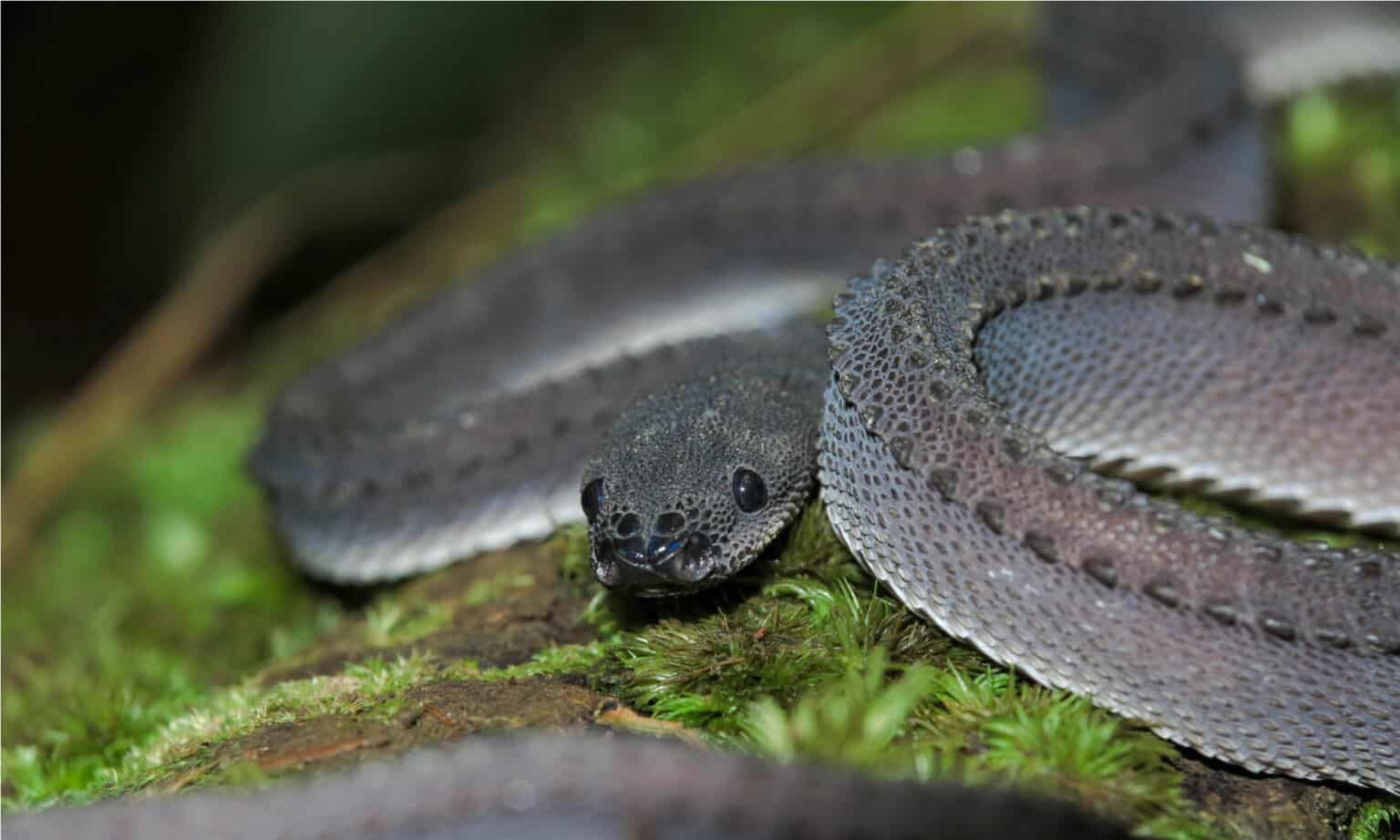 Discover The 10 Weirdest Snakes in the World - A-Z Animals