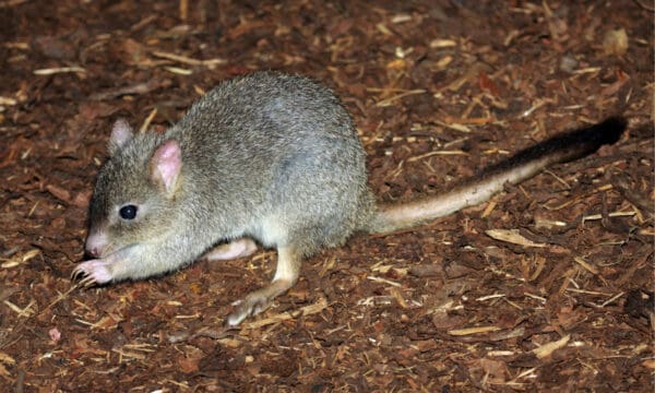 What Does A Woylie Eat? - A-Z Animals