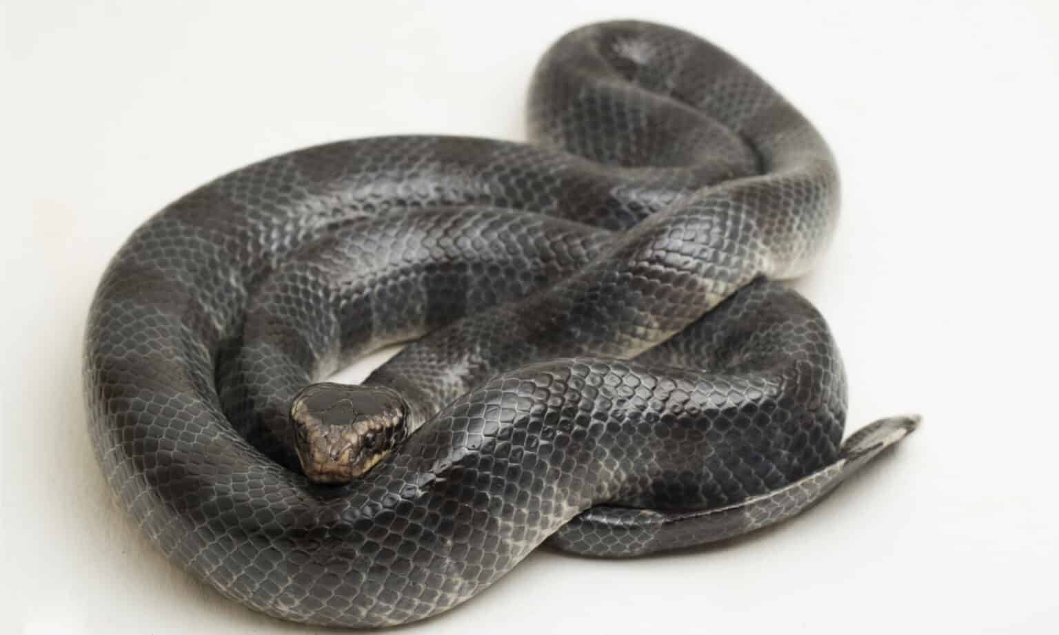 Discover The 10 Most Colorful Snakes in the World - A-Z Animals