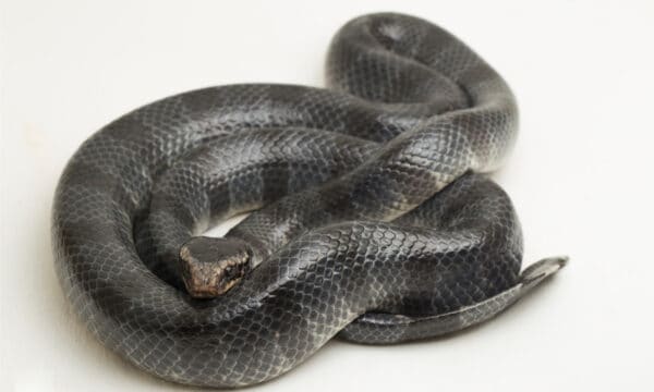 Discover The 10 Most Colorful Snakes in the World - A-Z Animals