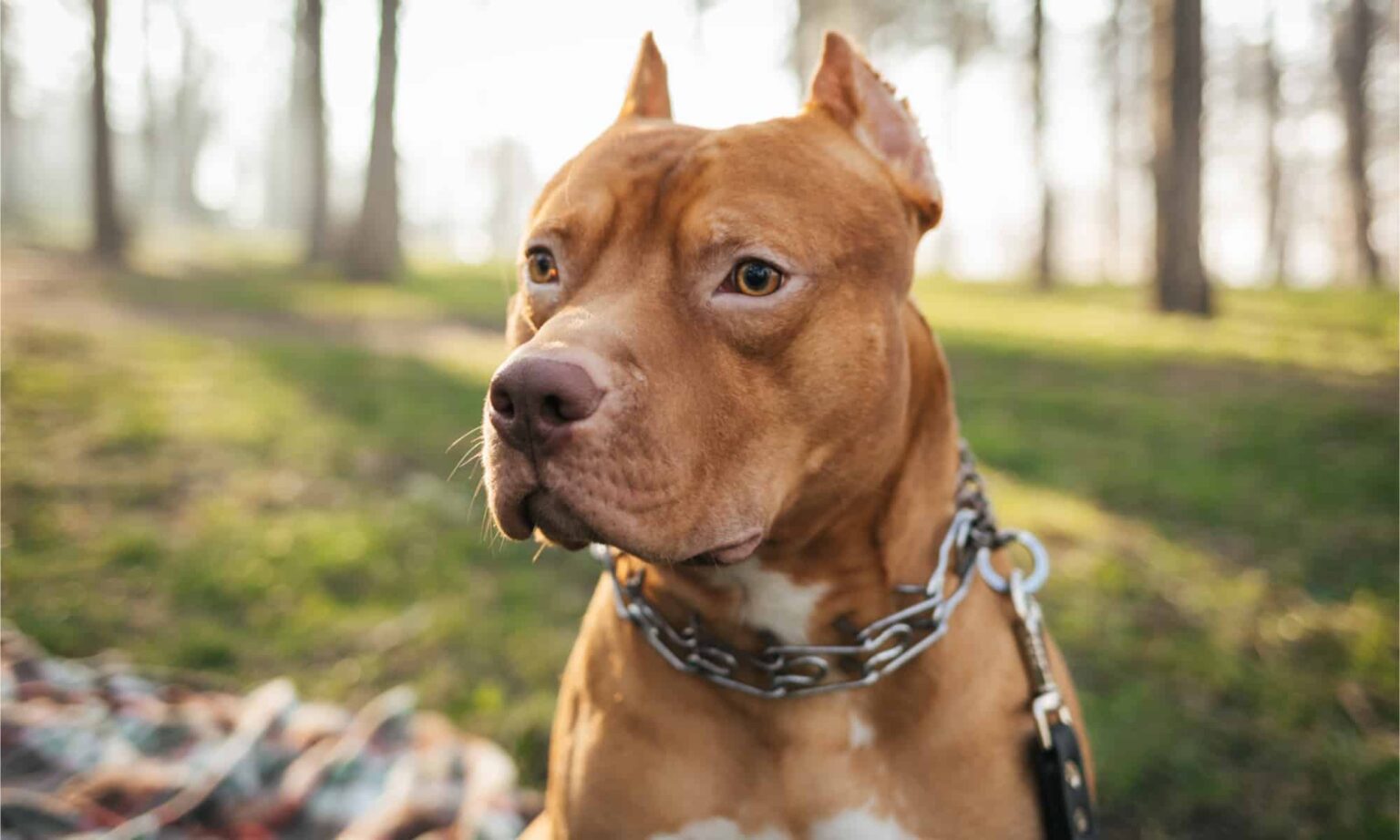 17 Common Health Problems Seen in Pit Bulls - A-Z Animals