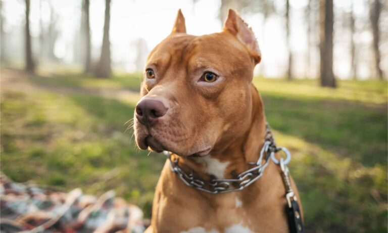 15 Best Types Of Bully Dog Breeds - A-Z Animals