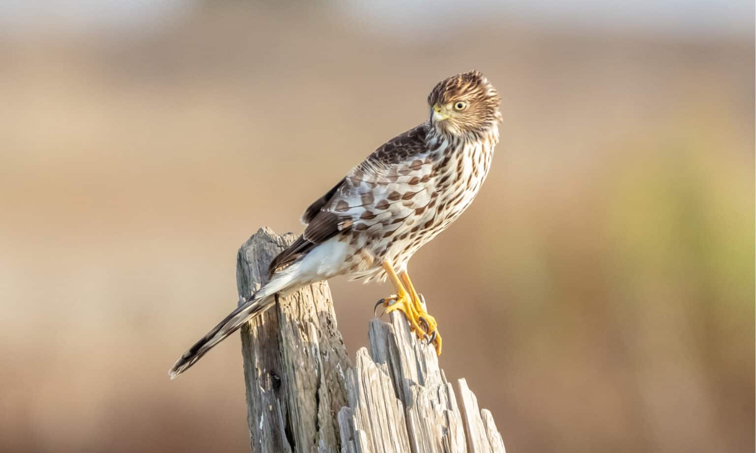 Discover the 8 Types of Hawks in Massachusetts - A-Z Animals