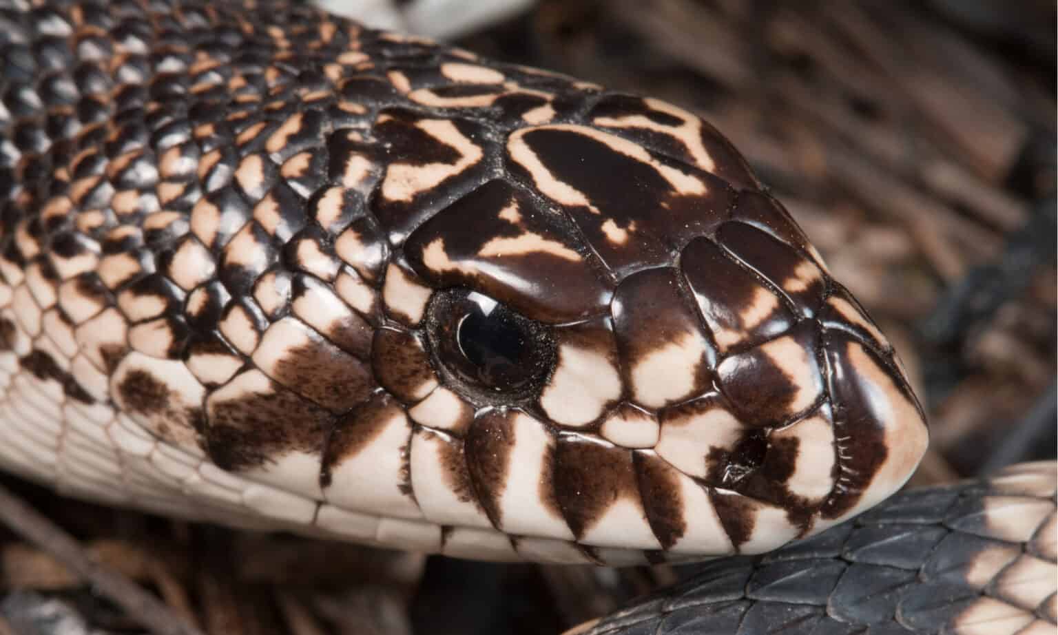 Pine Snake Animal Facts - Pituophis melanoleucus - A-Z Animals