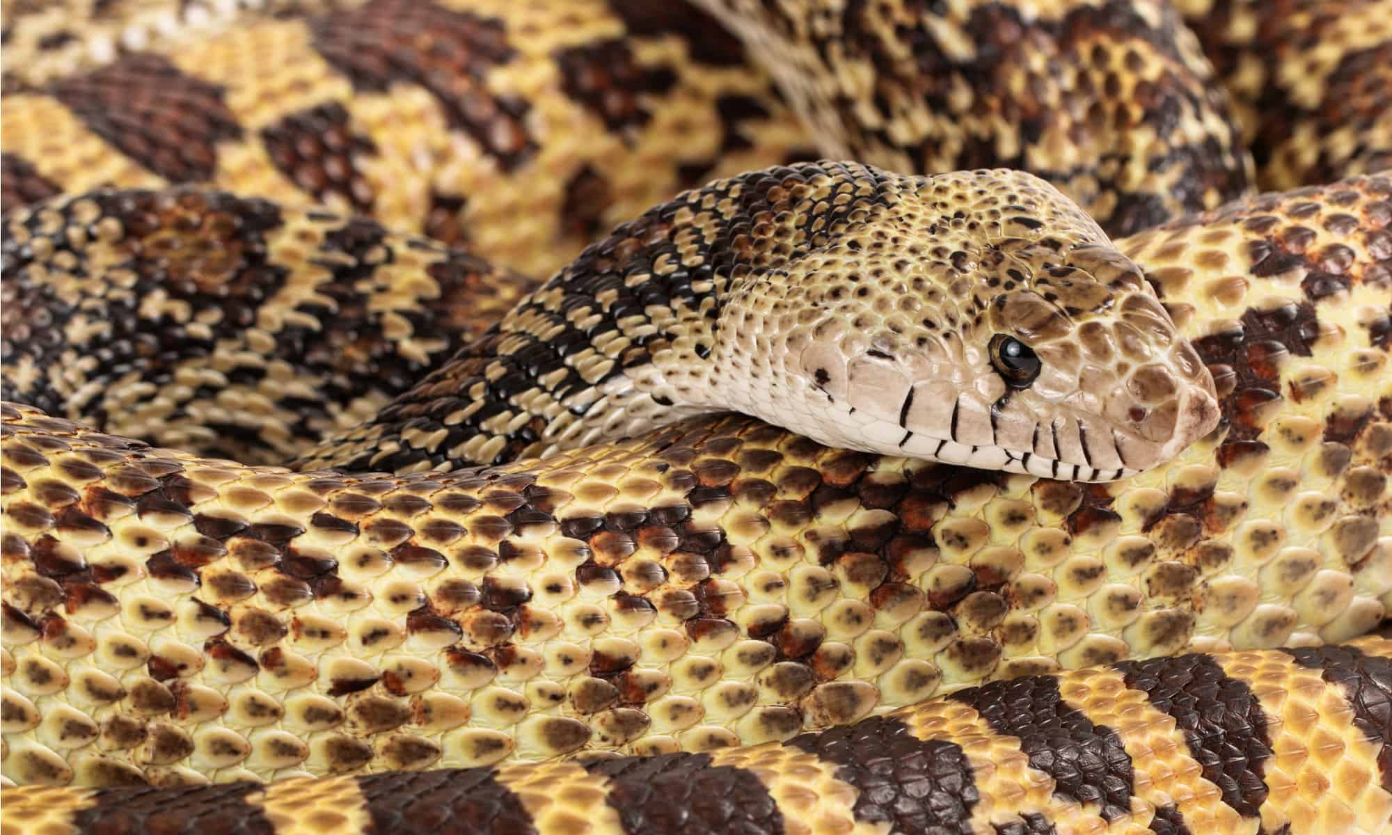 Meet 5 Snakes of the Yellowstone River - A-Z Animals