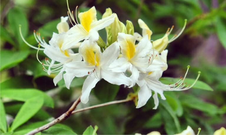 74 Gorgeous Azalea Colors to Spruce Up Your Garden - A-Z Animals