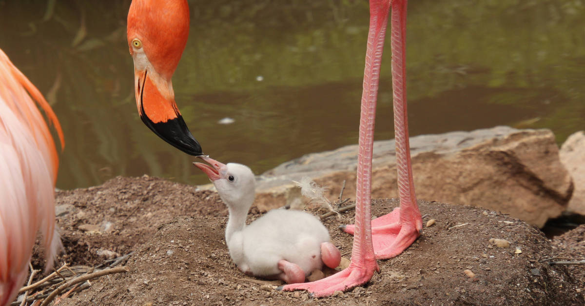 10 Interesting Facts About Flamingos - A-Z Animals