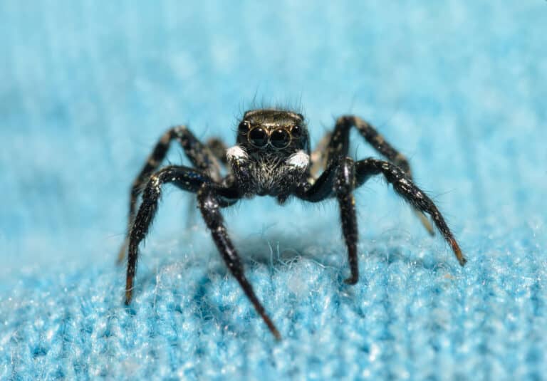 10 Spiders in Georgia - A-Z Animals