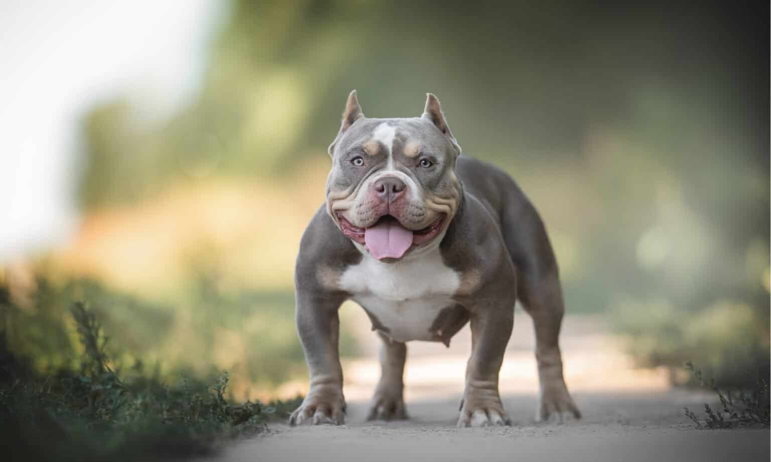 American Bully Dog Breed Complete Guide - A-Z Animals