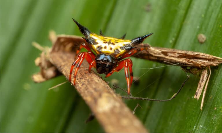 Orb Weaver Animal Facts - Araneidae - A-Z Animals