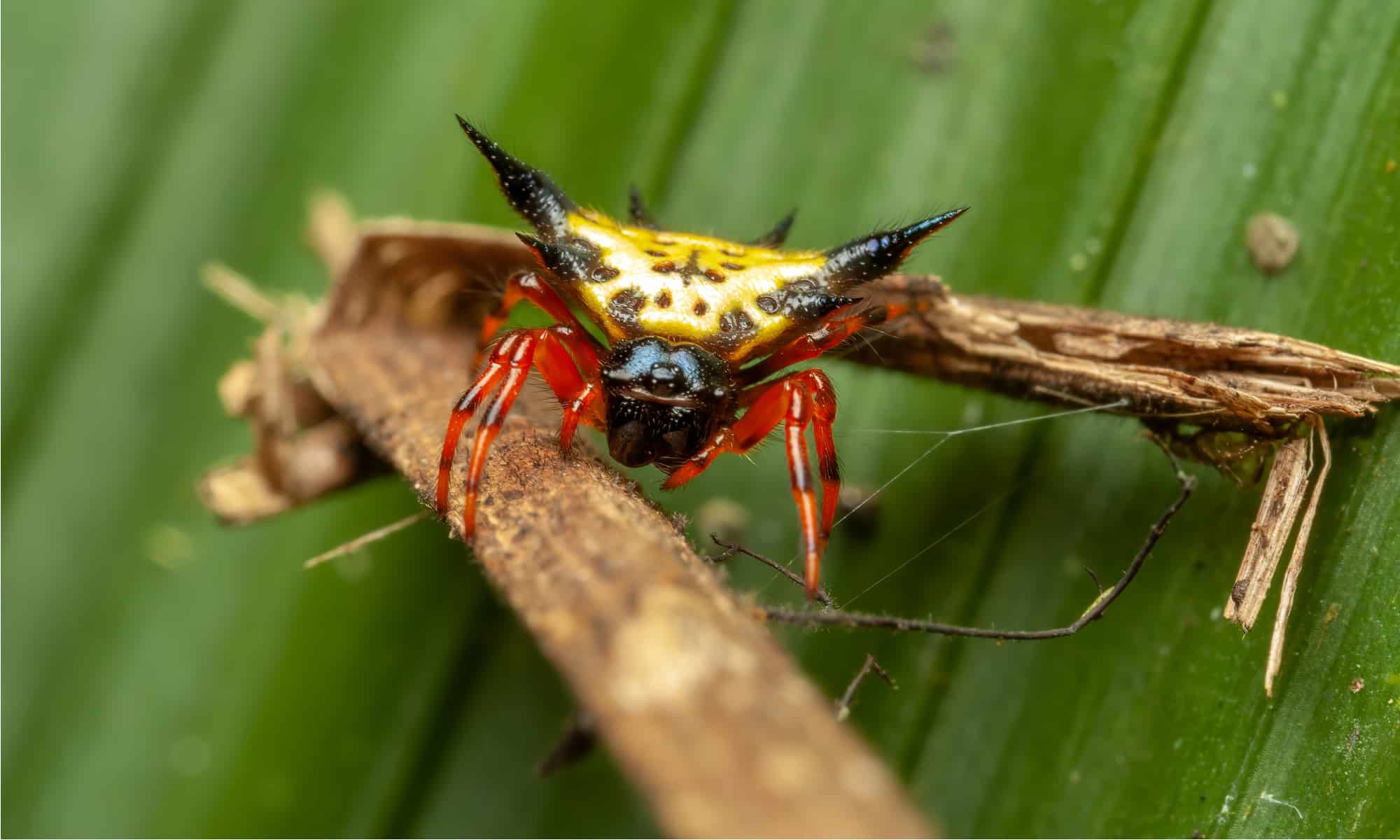 Orb Weaver Animal Facts - A-Z Animals