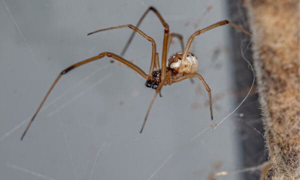 Discover the Real Reason Why Black Widows Eat Their Mates - A-Z Animals