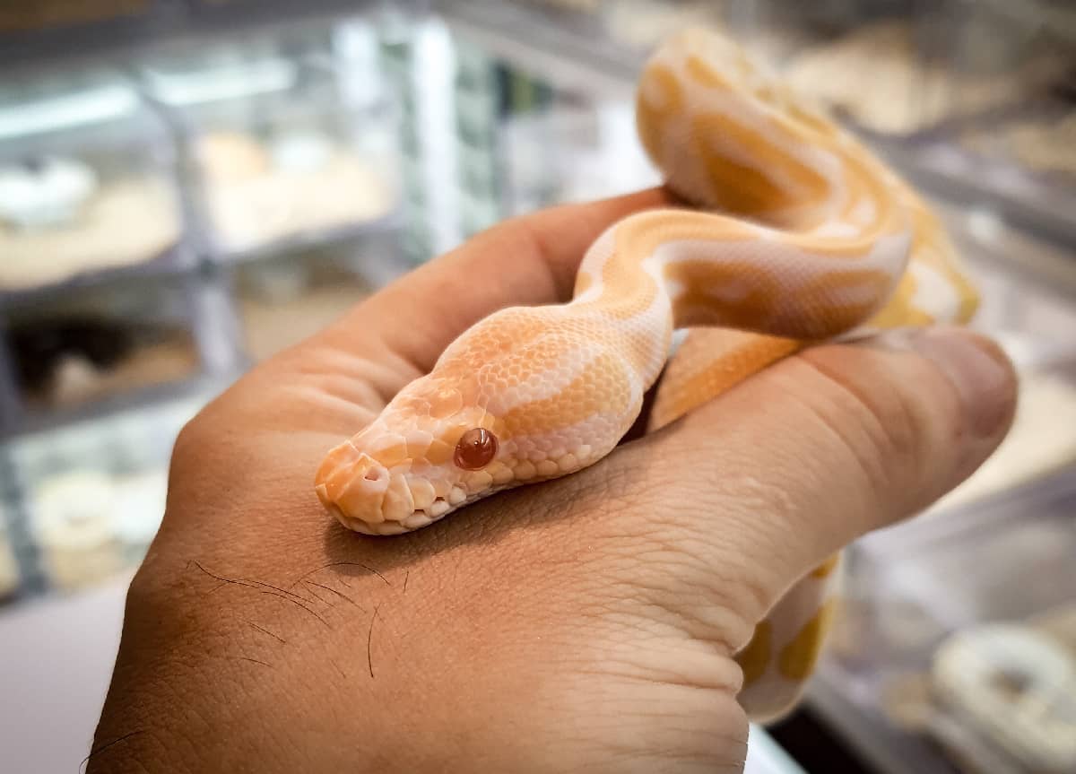 Corn Snake Morphs: The Complete List - A-Z Animals