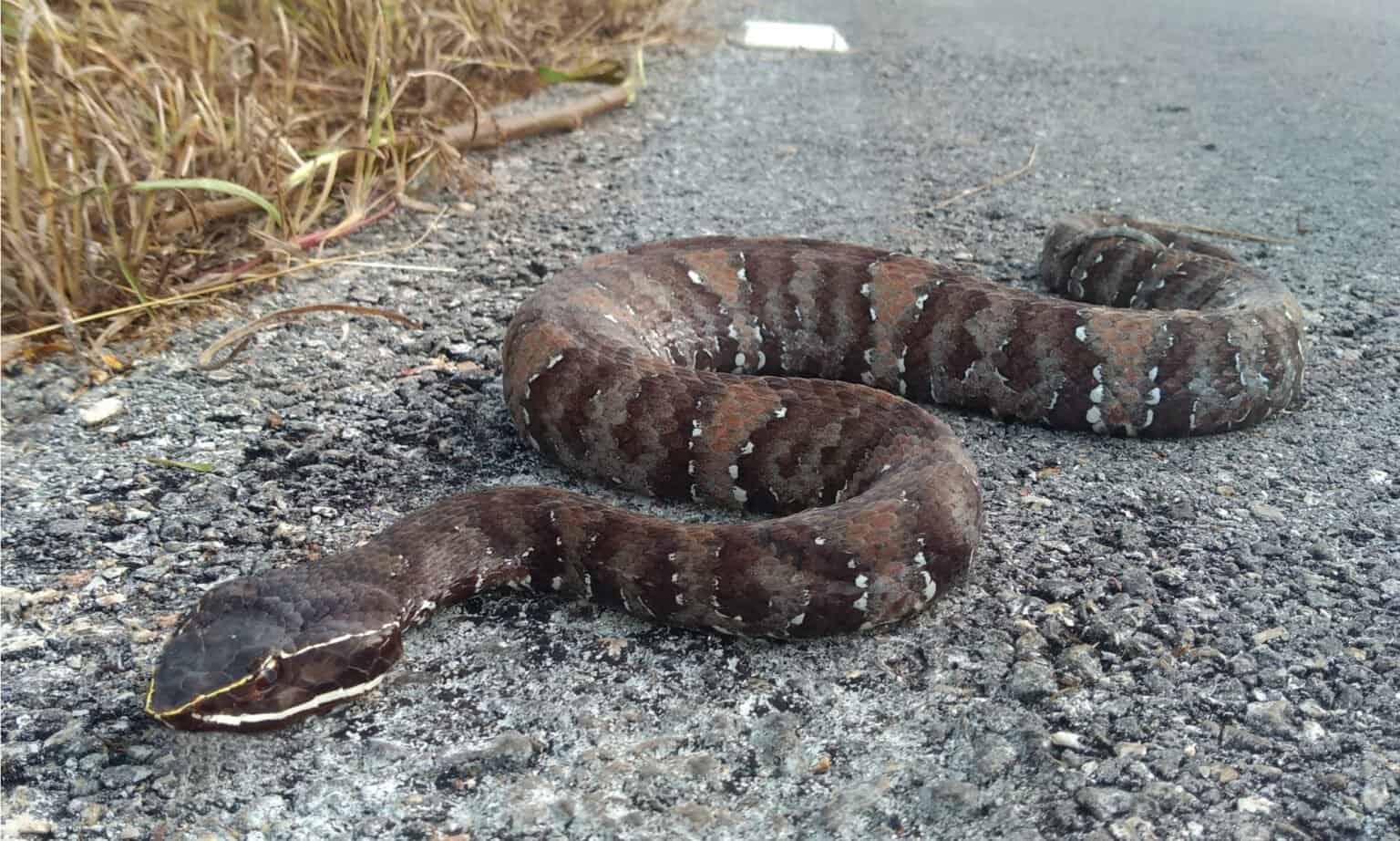 Wildlife in El Salvador - Types of Salvadoran Animals - A-Z Animals