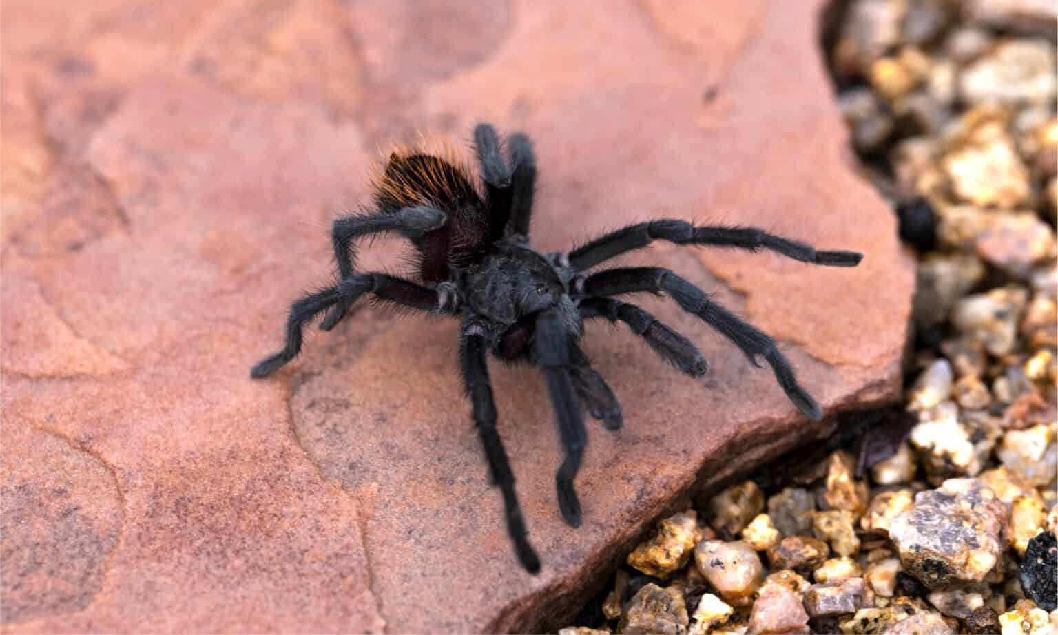 10 Spiders in Arizona - A-Z Animals