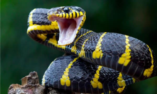 Boiga Animal Facts - Boiga - A-Z Animals