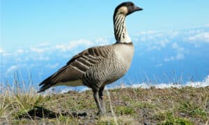 Hawaiian Goose (Nene) Animal Facts - Branta sandvicensis - A-Z Animals