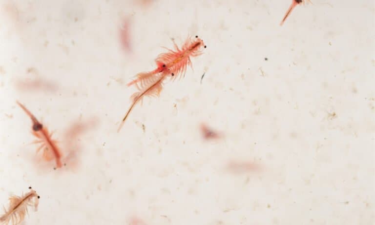 Sea-Monkey Lifespan: How Long Do Sea-Monkeys Live? - A-Z Animals