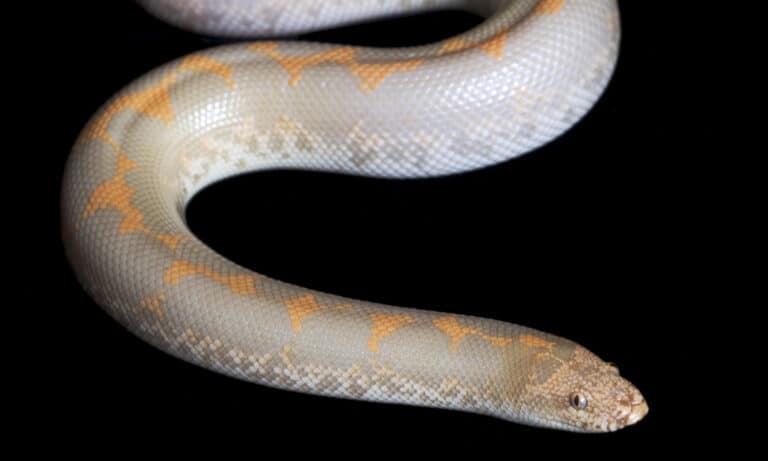 At $445,800 This Is The Most Expensive Snake in the World! - A-Z Animals